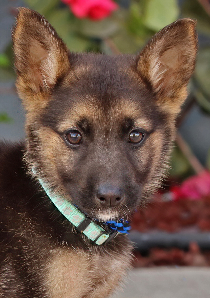 Westside German Shepherd Rescue of Los Angeles